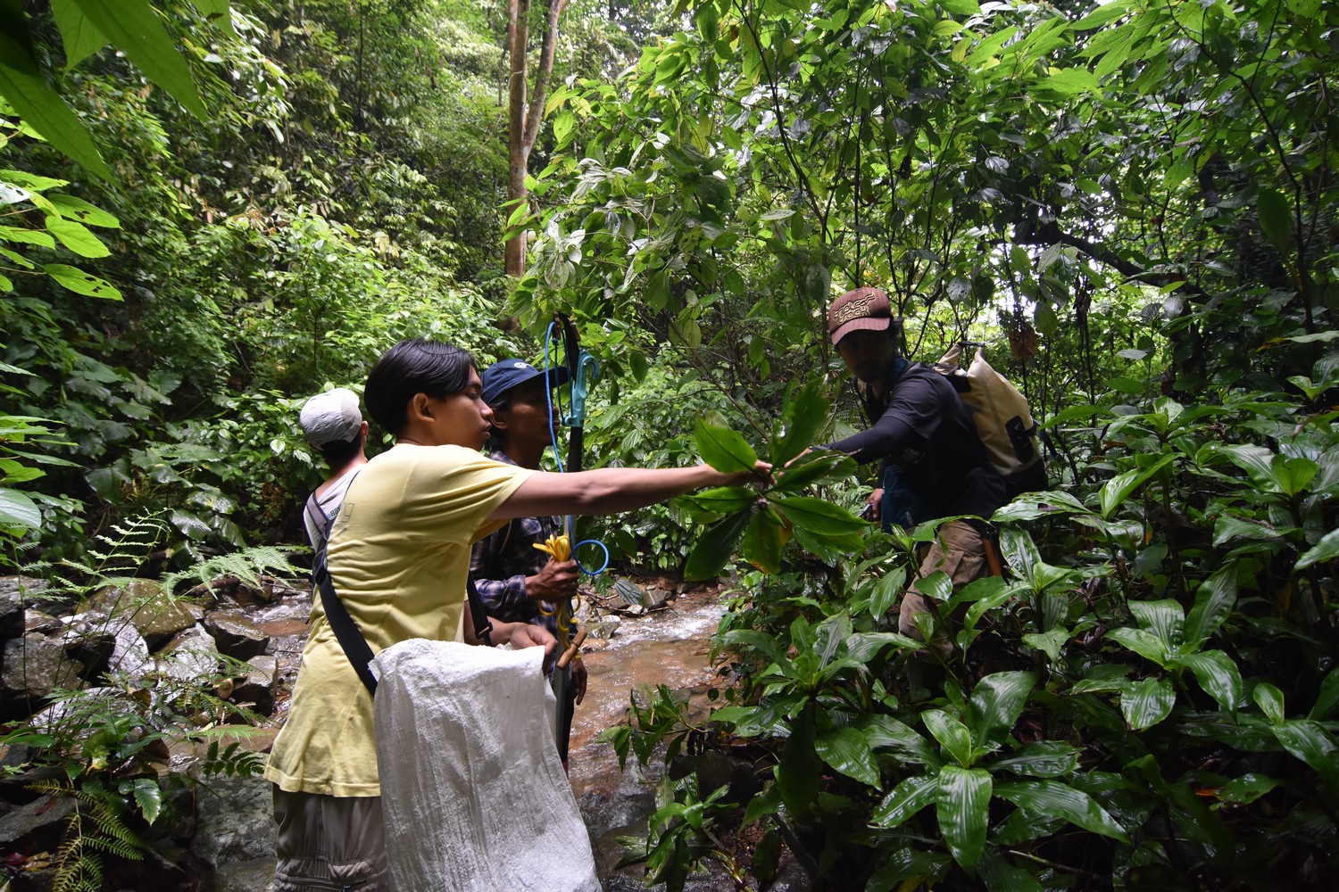 Selisik Sanggabuana: Eksplorasi Tetumbuhan dan Etnobotani di Gunung ...