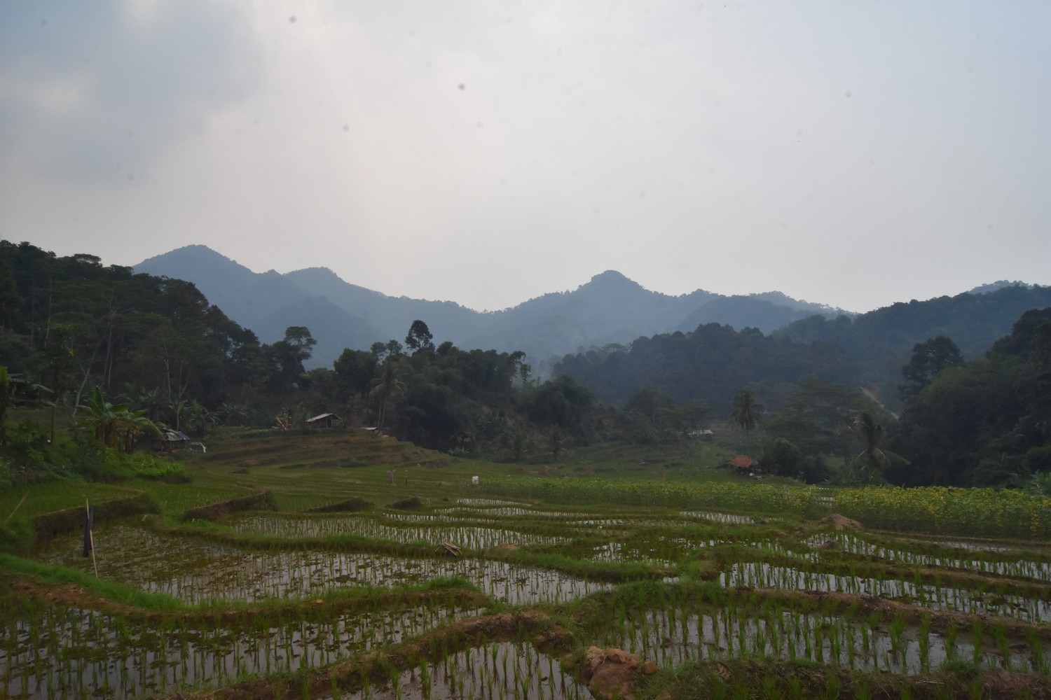 Selisik Sanggabuana: Eksplorasi Tetumbuhan dan Etnobotani di Gunung ...