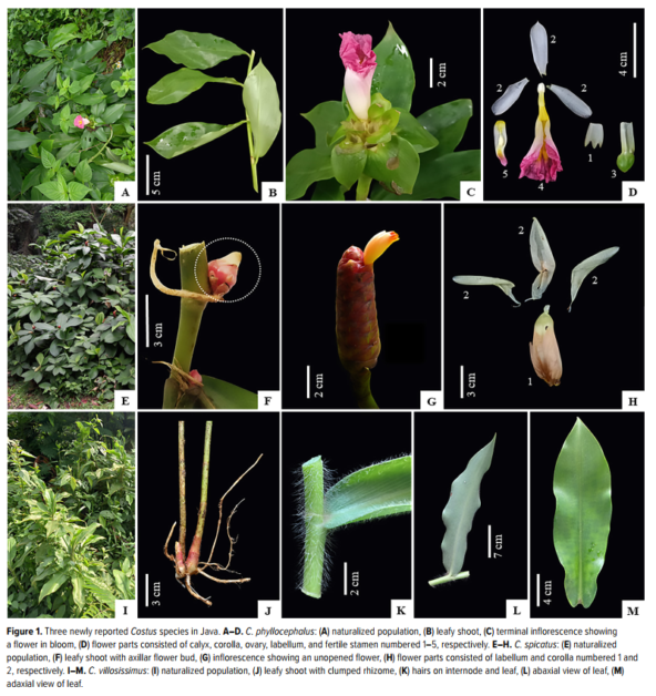 Three newly reported escaped non-native Costus L. species (Costaceae ... Three newly reported escaped non-native Costus L. species (Costaceae ...